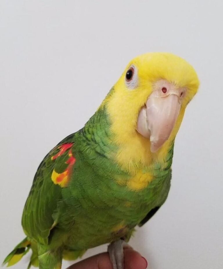 Top 5 Talking Parrots for Sale